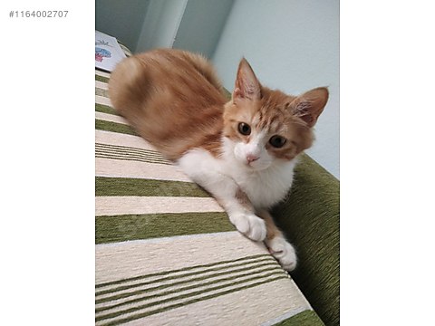 Kedi / Sarman / Kedi sahiplendirme sahibinden.comda - 1164002707