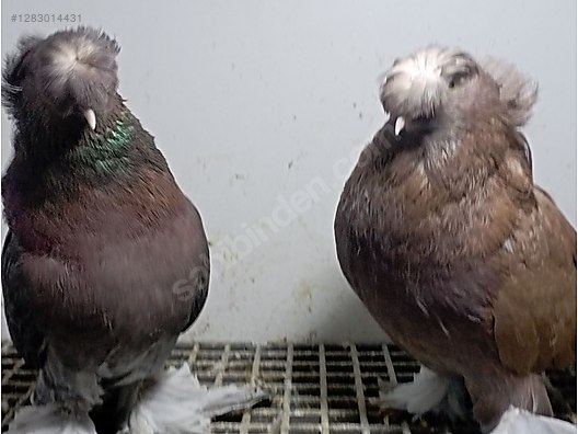 Güvercin / Macar takım dev 2500 tl mehmet dereli sahibinden.comda - 1283014431