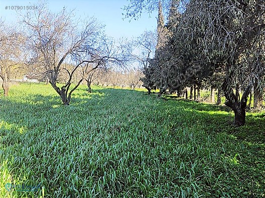 PREMAR DATÇA KIZLAN'da 378m2 YERLEŞİME ÇOK YAKIN BADEMLİK - Satılık ... PREMAR DATÇA KIZLAN'da 378m2 YERLEŞİME ÇOK YAKIN BADEMLİK - Satılık ...