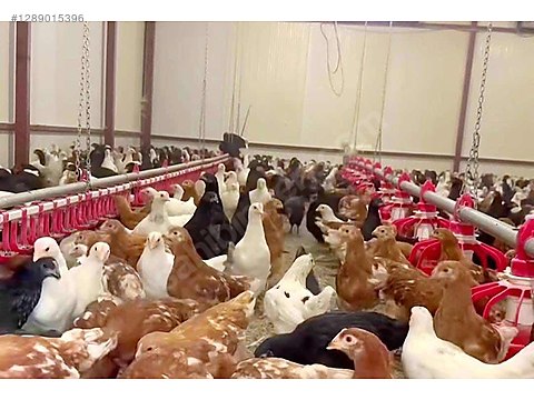 Tavuk / KLAVUZA YAKIN LOHMAN ATAX TİNDET AŞILI TAVUKLAR sahibinden ...