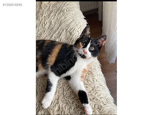 Kedi / Calico / acil yuva aranıyor sahibinden.comda - 1292016545