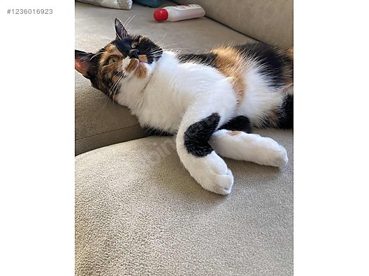 Kedi / Calico / Annesi british short hair kendisi Calico şans kedisi ...