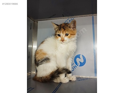 Kedi / Calico / ücretsiz sahiplendirme sahibinden.comda - 1283019666