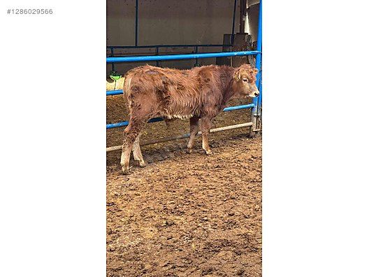 Boğa / 10 adet 7/8 aylık erkek dana sahibinden.comda - 1286029566