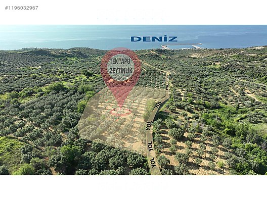 Tekirdağ,Şarköy,Çınar'lıda Zeytinlik. - Satılık Arsa İlanları ...