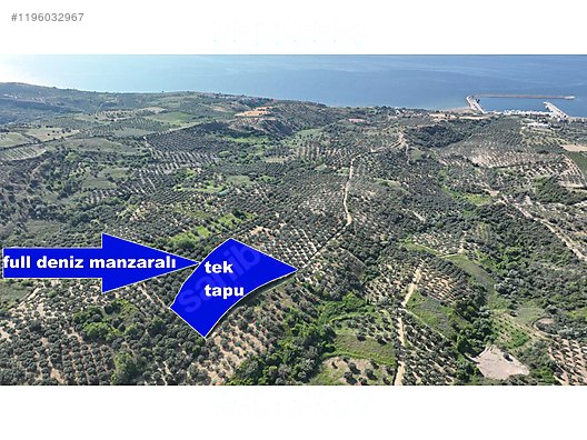 Tekirdağ,Şarköy,Çınar'lıda Zeytinlik. - Satılık Arsa İlanları ...