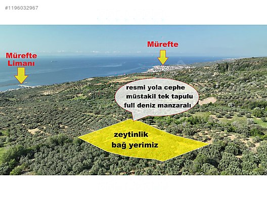 Tekirdağ,Şarköy,Çınar'lıda Zeytinlik. - Satılık Arsa İlanları ...