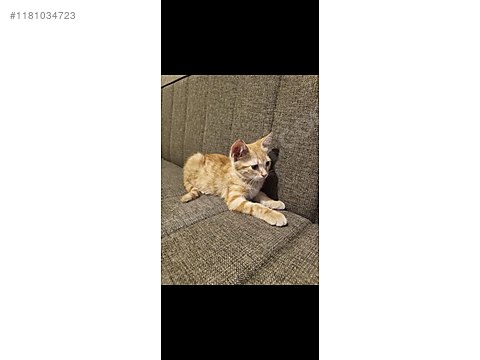 Kedi / Sarman / İyi huylu oyuncu çok tatlı sarman sahibinden.comda ...