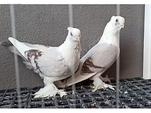 Güvercin / HÜNKARİ VE ÜSKÜP TAKIMLAR sahibinden.comda - 1286041599