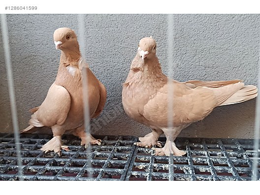 Güvercin / HÜNKARİ VE ÜSKÜP TAKIMLAR sahibinden.comda - 1286041599