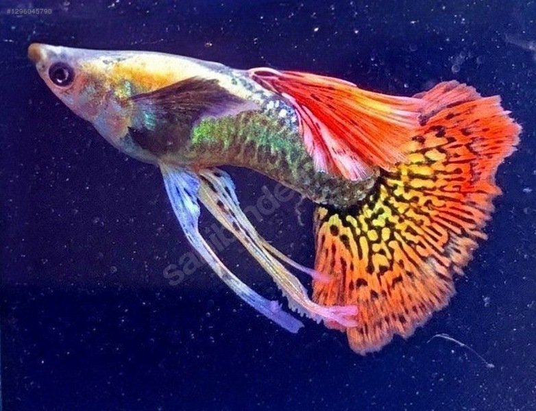 Canlı Doğuranlar / Lepistes / Süper dumbo big ear red dragon ribbon big ...