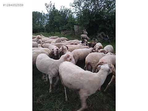 Koç / GEBZE ENES ADAK AKİKA HER BÜTÇEYE AKİKALAR MEVCUT sahibinden ...