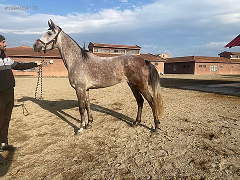 At / BİNEĞE ENDURANCE UYGUN KISRAK 4 YAŞINDA KIR DİŞİ sahibinden.comda ...