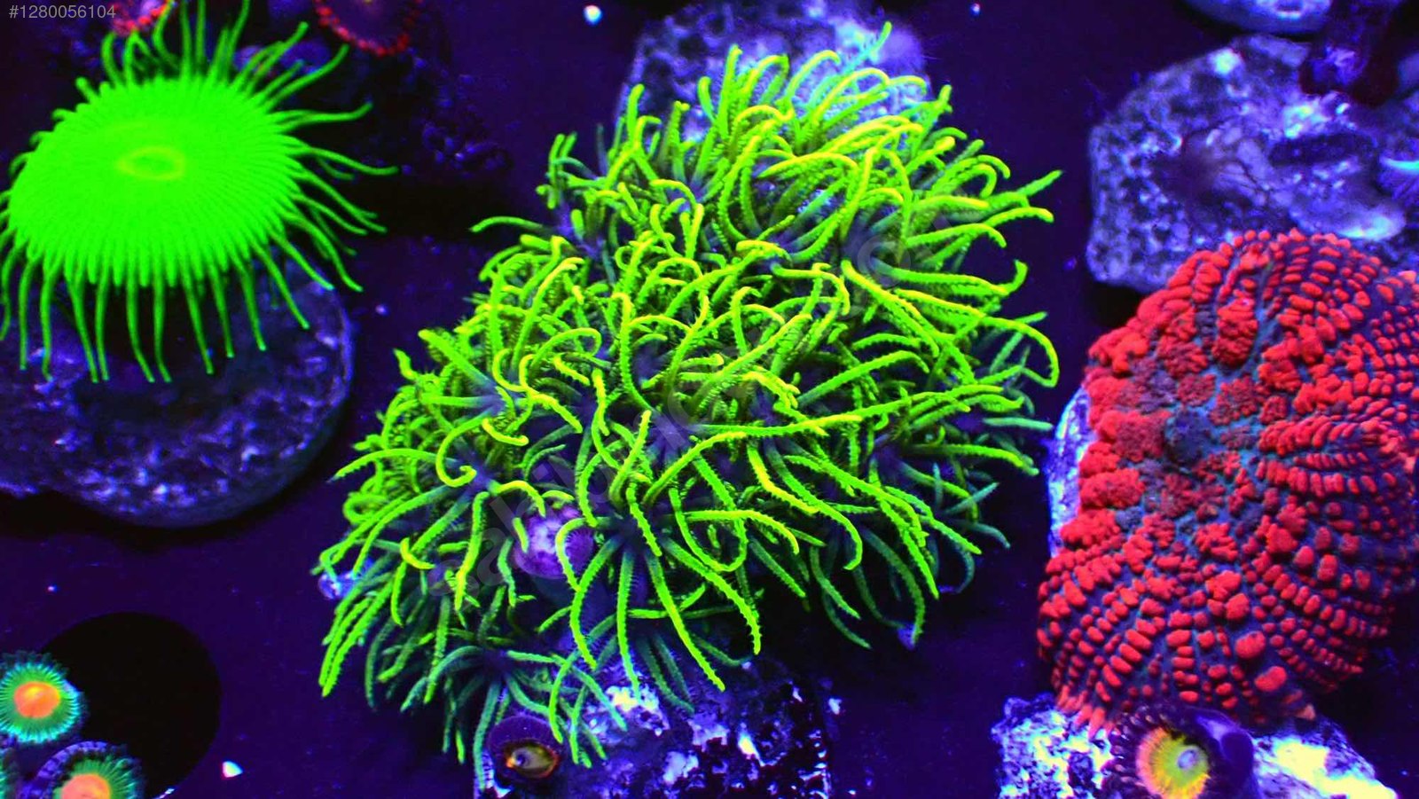 Mercan / Kolay tür star polyp sahibinden.comda - 1280056104