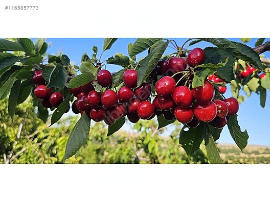 Bahçecik Doğa içinde şehir manzaralı meyve bahçesi 16500 m2 - Satılık ...