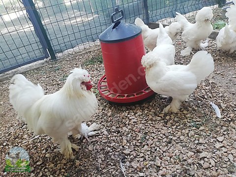 Kuluçkalık Yumurta / OSMANLI SULTAN TAVUK KULUÇKALIK YUMURTA ...