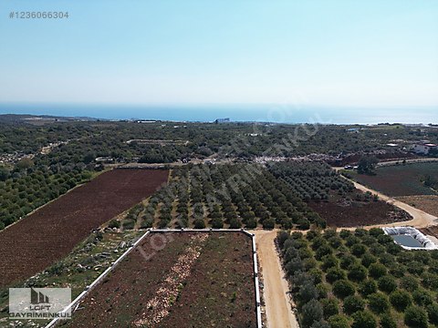 BAKIMLI LİMON BAHÇESİ - Satılık Arsa İlanları sahibinden.com'da ...