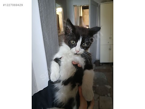 Kedi / Smokin / Dişi smokin kedi sahibinden.comda - 1227069429