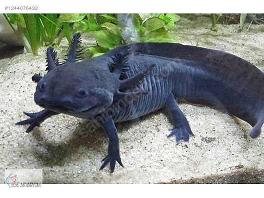 Toplu Satış / Axolotl Meksika Semenderi 12-13 cm (Melanoid) Siyah ...