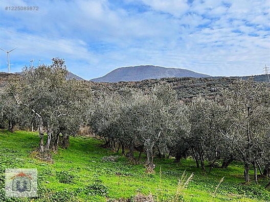 ERDEK NARLI DA SATILIK ZEYTİNLİK - Satılık Arsa İlanları sahibinden.com ...