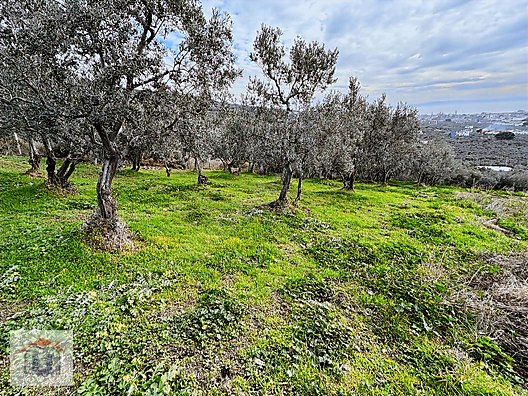 ERDEK NARLI DA SATILIK ZEYTİNLİK - Satılık Arsa İlanları sahibinden.com ...