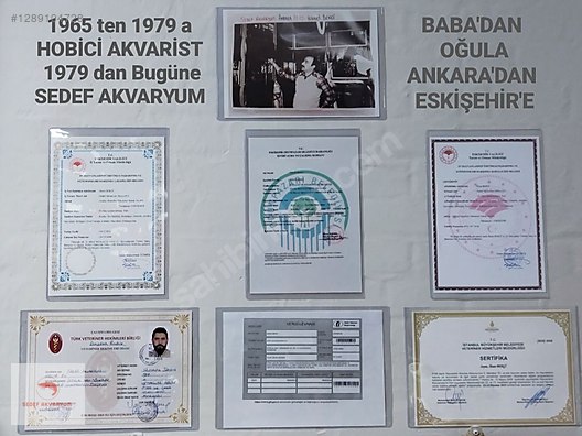 Amerikan Tetraları / Diğer Türler / BEYAZ BULUT DAĞI TETRA BÜYÜK BOY ...