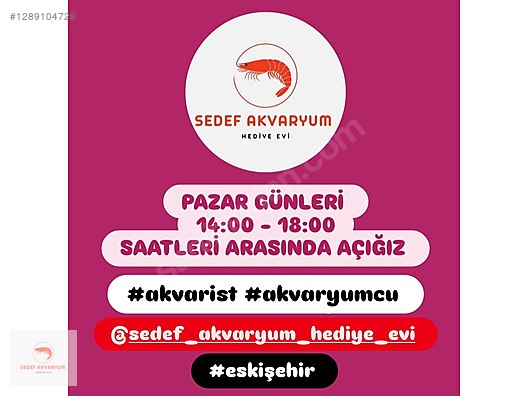 Amerikan Tetraları / Diğer Türler / BEYAZ BULUT DAĞI TETRA BÜYÜK BOY ...