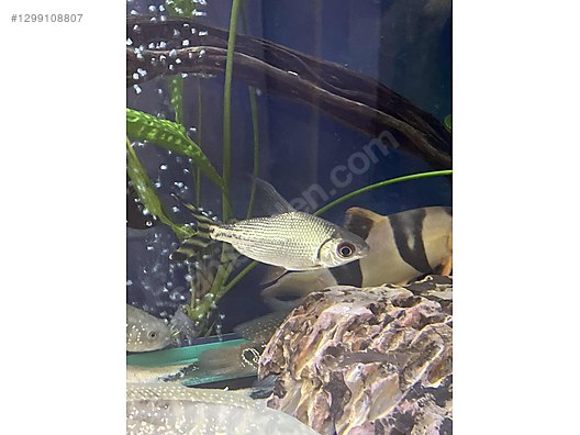 Cichlidler / Diğer Türler / 18cm yellow flagtail sahibinden.comda ...