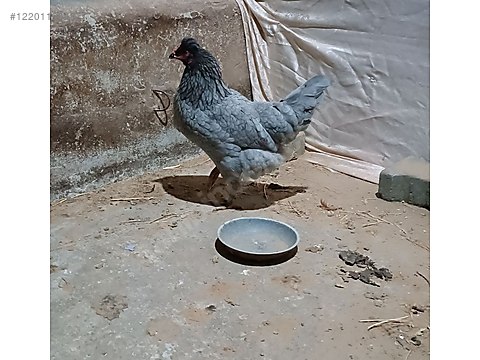 Tavuk / ameraucana mavi yumurtlayan tavuk sahibinden.comda - 1220113648