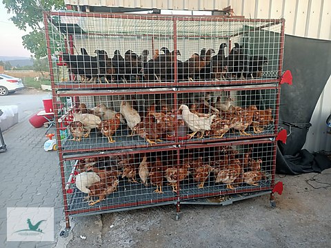 TAVUK KAFESİ 100 TAVUK KAPASİTELİ sahibinden.comda - 1251119308