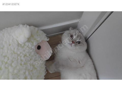 Kedi / Melez / Beyaz Melez kedisi yuva arıyor ücretsiz ACİL Sokağı yeni ...