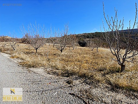 ANA YOL ÜZERİ TEK TAPU EV YAPIMINA UYGUN YETİŞMİŞ KİRAZ AĞAÇLI ...