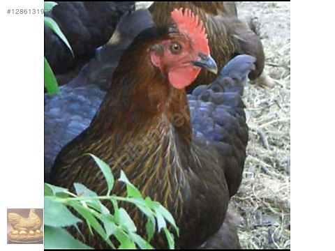 Tavuk / AŞILI ATAKS SUSSEX SANDY TİNTED LİGORİN LOHMAN KAPIDA ÖDEMEYLE ...
