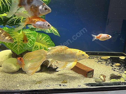 Japon Balıkları / Koi / 30 cm dev tül koi sahibinden.comda - 1296137325