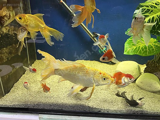 Japon Balıkları / Koi / 30 cm dev tül koi sahibinden.comda - 1296137325