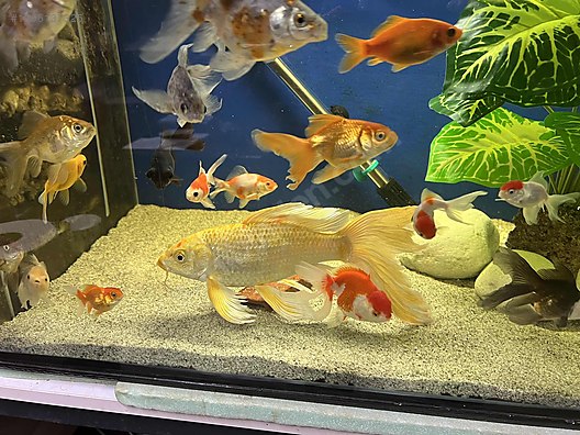 Japon Balıkları / Koi / 30 cm dev tül koi sahibinden.comda - 1296137325