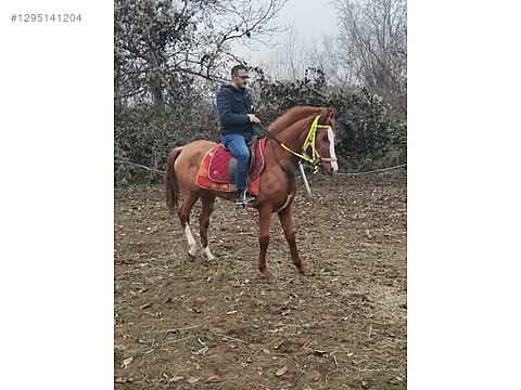 At / 5 YAŞINDA AL ARAP KISRAK sahibinden.comda - 1295141204