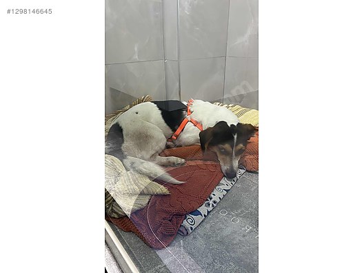 Köpek / Diğer Irklar / Jack Russell cinsi KİKO patili dost Yuva Arıyor ...