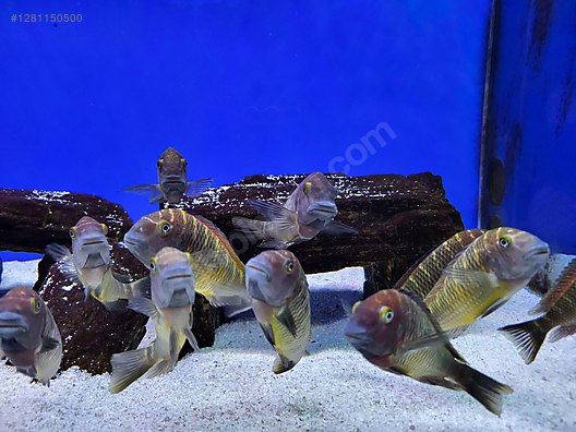 Cichlidler / Tropheus / Tropheus Red Rainbow sahibinden.comda - 1281150500