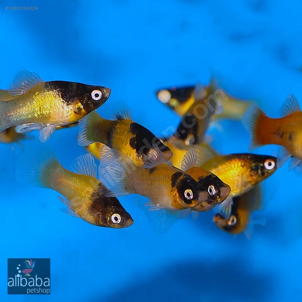 Canlı Doğuranlar / Plati / ARI PLATİ L BOY ALİ BABA AKVARYUM & PETSHOP ...