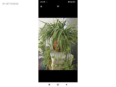 kurdele çicegi sahibinden.comda - 1187154342