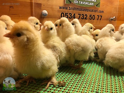 Tavuk / OSMANLI SULTAN CİVCİV PAYLAŞIMI A KALİTE SULTAN CİVCİVLERİ ...