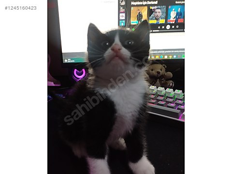 Kedi / Smokin / smokin yuva arıyor sahibinden.comda - 1245160423