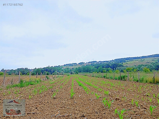 KAYRANCIK MAH.1350M2 RESMİ YOL SU MEVCUT SATILIK TARLA - Satılık Arsa ...