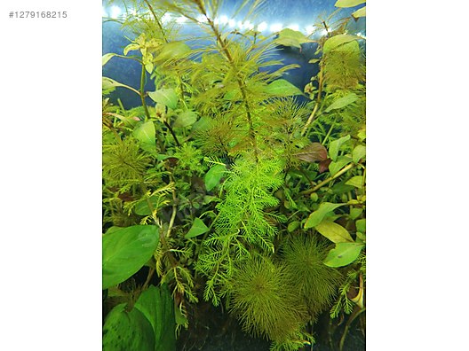 Akvaryum Canlı Bitki - akvaryum canlı bitki sessiliflora bitkisi gül ...
