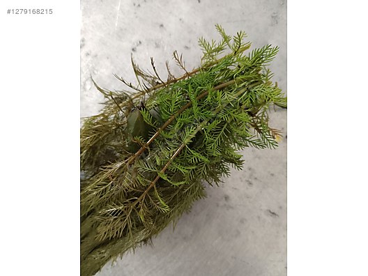 Akvaryum Canlı Bitki - akvaryum canlı bitki sessiliflora bitkisi gül ...