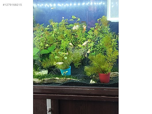 Akvaryum Canlı Bitki - akvaryum canlı bitki sessiliflora bitkisi gül ...