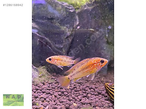 Cichlidler / Apistogramma / apistogramma macmasteri red shoulder çift ...