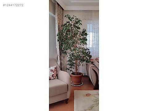 BENJAMİN SALON & OFİS ÇİÇEGİ sahibinden.comda - 1244172272