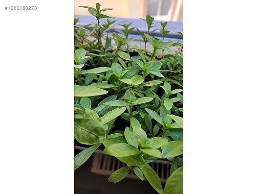 Hygrophila polysperma ceylon sahibinden.comda - 1283183273